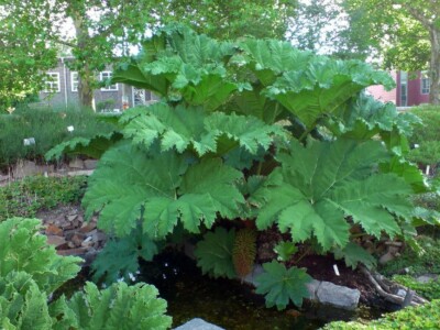 Seed Dinosaur Gunnera Manicata 20 Seeds - Worlds Largest Perennial ...