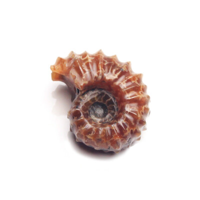 1Pc Natural Ammonite Fossil Shell Conch Specimen Stone Healing Reiki ...