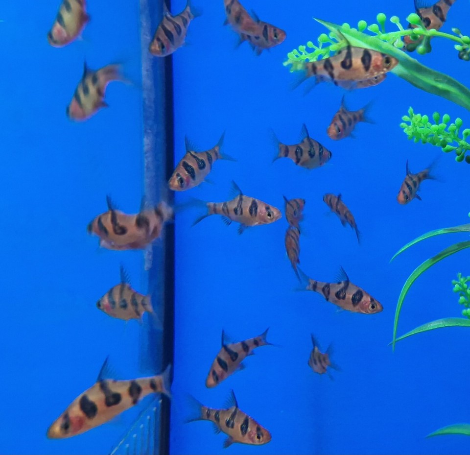 6 x Snakeskin Barbs Desmopuntius Rhomboocellatus Cyprinid Peaceful ...