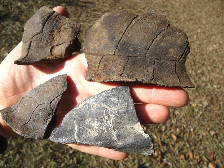 4 EXTINCT GIANT BOX TURTLE SHELL PIECES FLORIDA FOSSILS ICE AGE ...