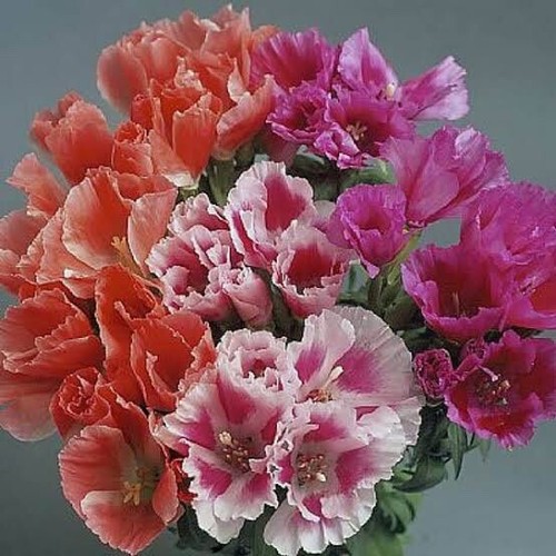 GODETIA AZALEA DWARF DOUBLE MIXED 220+seed CLARKIA Satin Flower Border ...