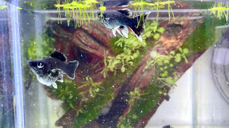 MOLLY METALLIC BLK CRYSTAL EYE LYRETAIL JUVENILLE LIVE FISH BREEDER ...