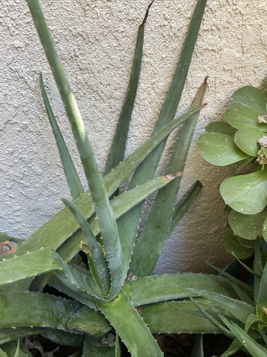 Huge Aloe Vera Plant
