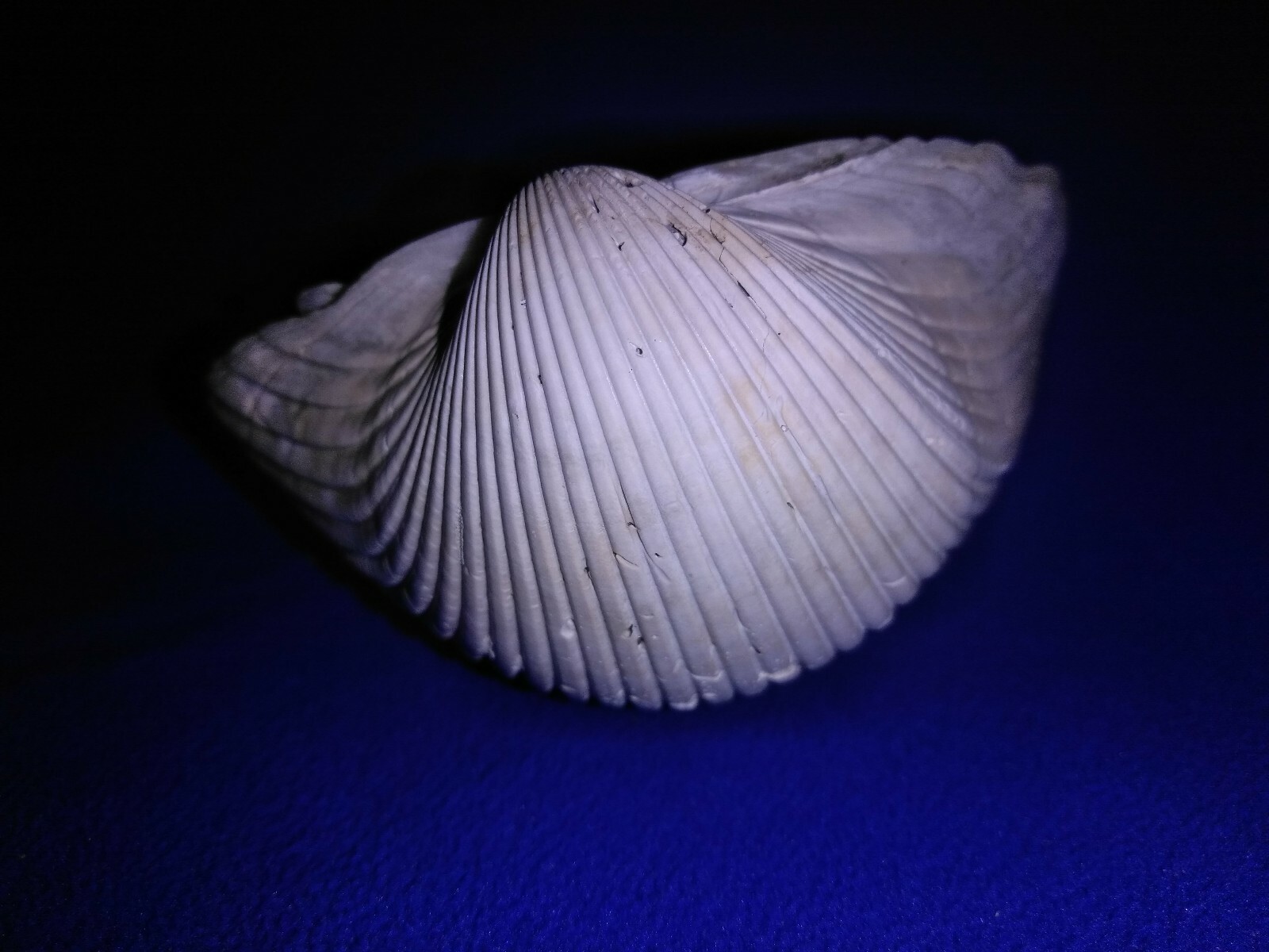 CK04 Atlantic Giant Cockle Sea Shell Dinocardium Robustum Cardiidae ...