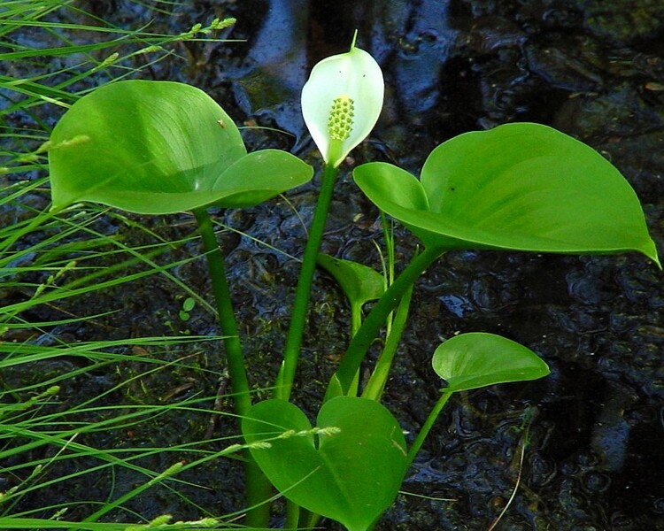 Various NATIVE BRITISH POND MARGINAL PLANTS water bog aquatic wildlife ...