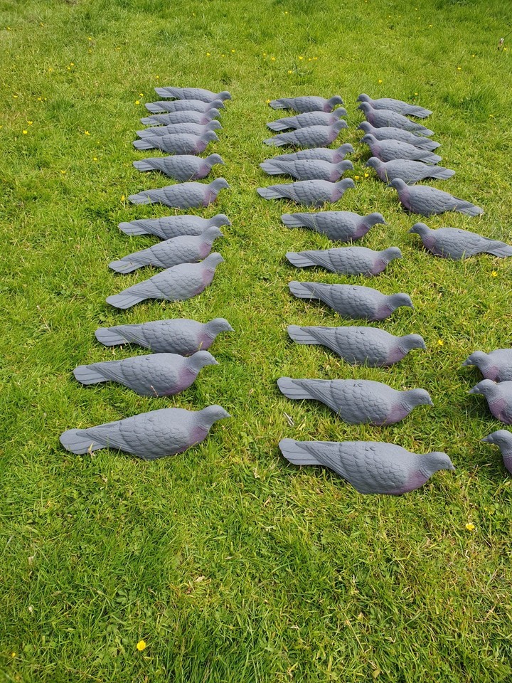 12 pigeon decoys hand painted on enforcer spring stick system see video ...