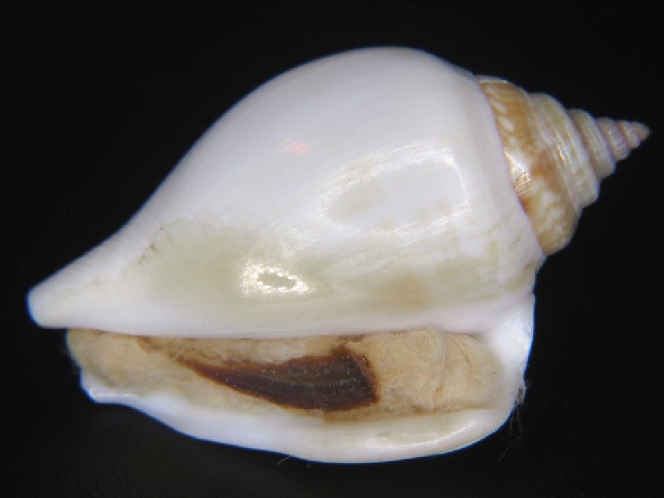 STROMBUS CANARIUM: RARE NEAR ALBINO DWARF @ 49.57MM W/OPERCULUM! | eBay