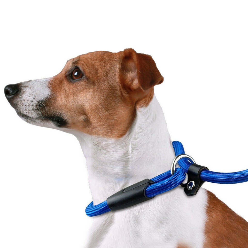 Durable Nylon Slip Lead Dog Leash Adjustable Pet Puppy Training Collar ...