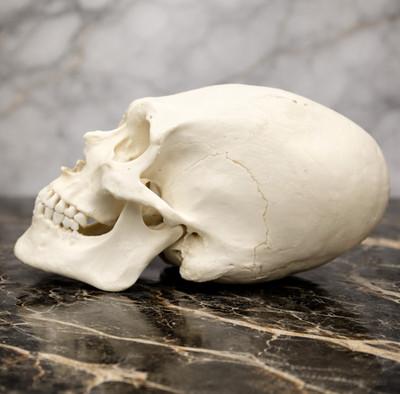 Life-Size Peruvian Male Skull Replica with Cranial Binding ...