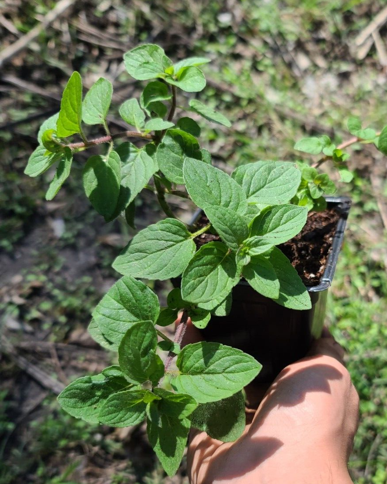 Hillary's Sweet Lemon mint Live Plant Organically Heirloom We combine ...