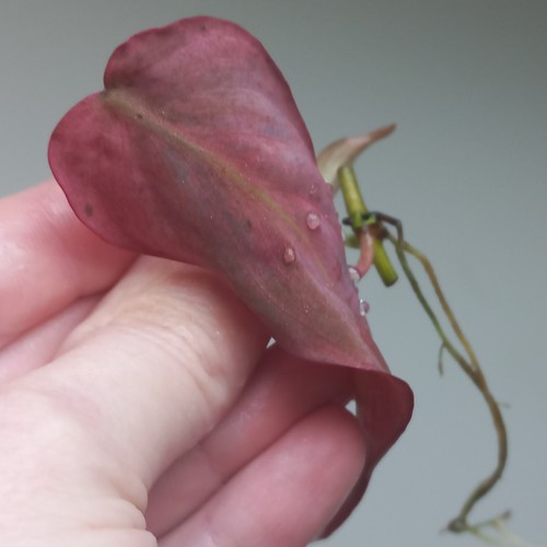 Philodendron Micans PINK MINT Highly Variegated, 1-LEAF Cut, Rooted w ...