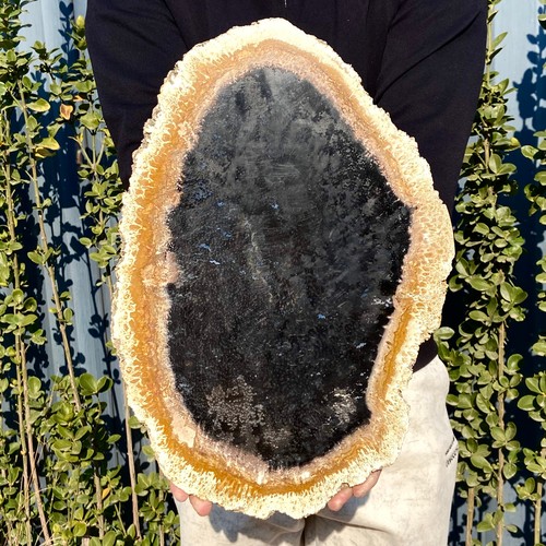 6.15LB Large Natural Petrified Wood Crystal Fossil Slice Shape Healing ...