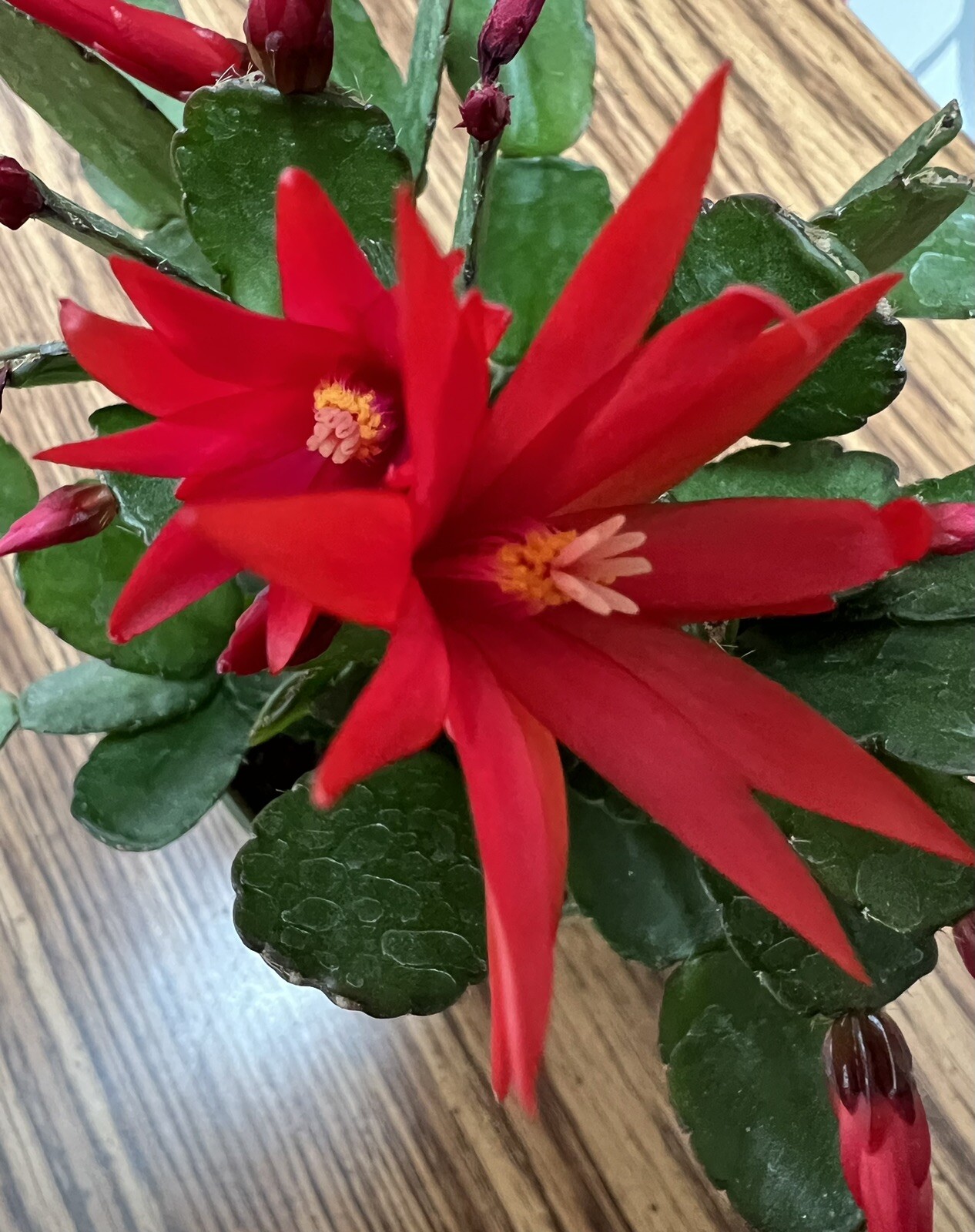 Easter Cactus Plant 1 Rooted Red Rhipsalidopsis Hatiora Sunrise Spring ...