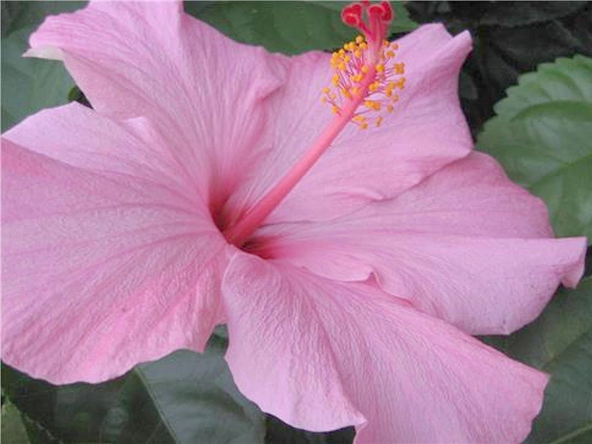 Single Big Pink Flowers