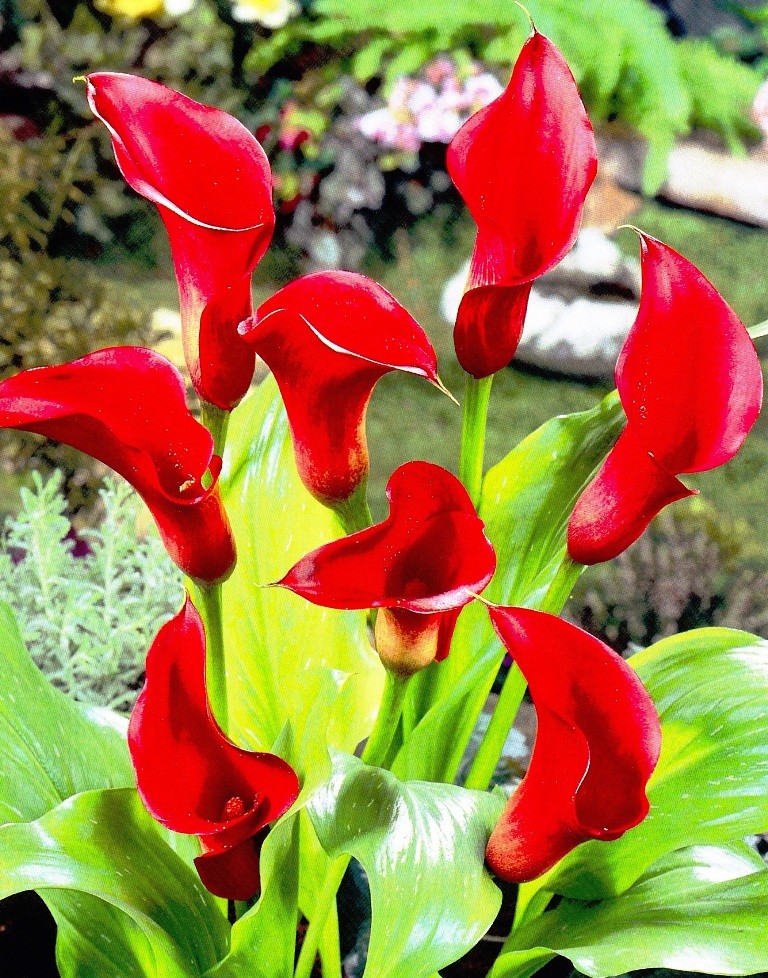 ZANTEDESCHIA MAJESTIC RED (ARUM)LILY BULBS SUMMER PERENNIAL POTTED 1 ...