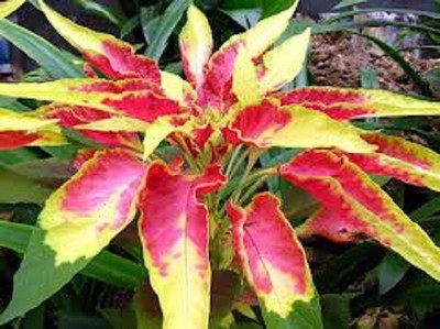 50+ AMARANTHUS TRI-COLOR FLAMING FOUNTAIN FLOWER SEEDS ANNUAL MOST ...