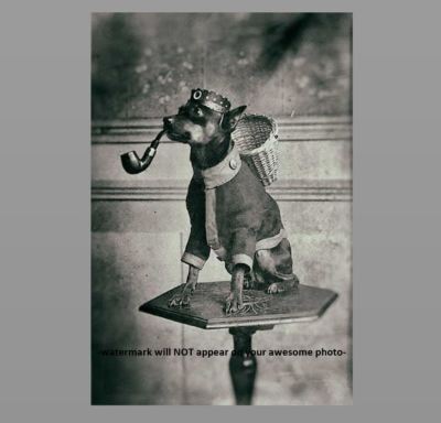Crazy Vintage Dog Smoking Pipe PHOTO Chihuahua Weird Funny Strange ...