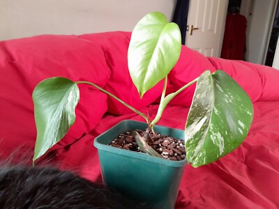 variagated monstera | eBay