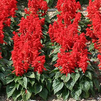 Salvia Red Hot Mojave 500 seeds | eBay