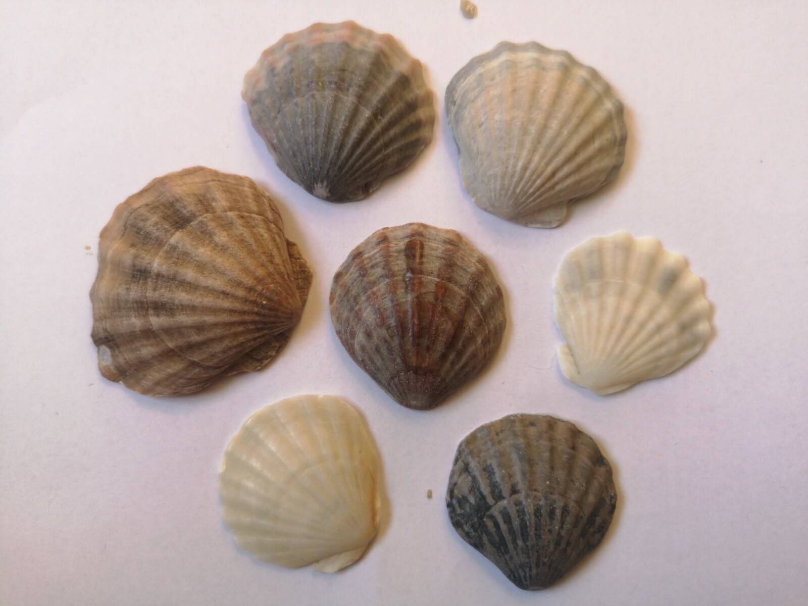 🦪Natural Pecten Shells Collection Set of 46 Personal Collection Natural ...