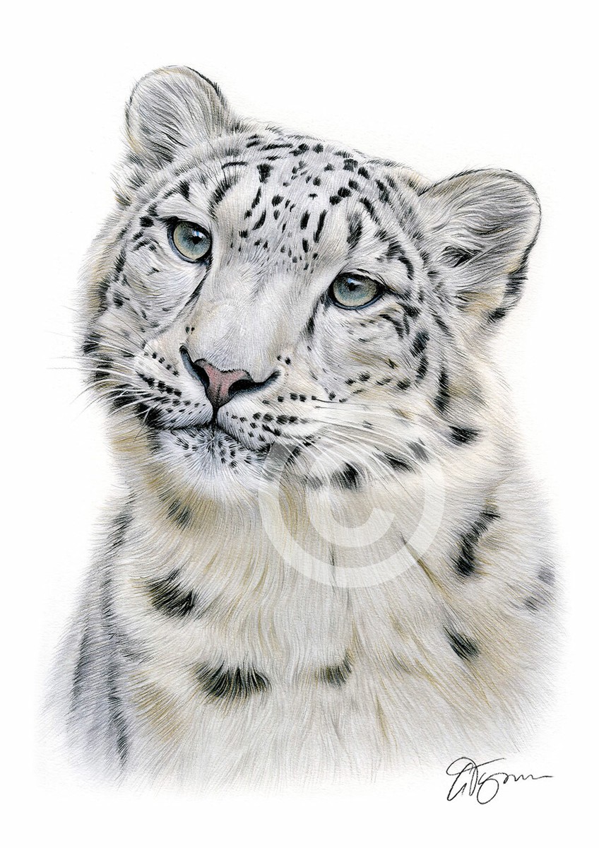 Pencil Drawings Of Leopards