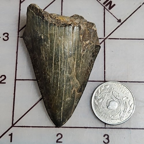 TNT: 2.68" Extinct Megalodon Shark Tooth 100% Natural Fossil Specimen ...