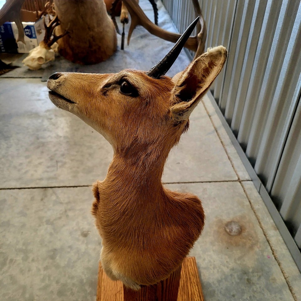 African Steenbok Antelope Taxidermy Pedestal Mount | eBay