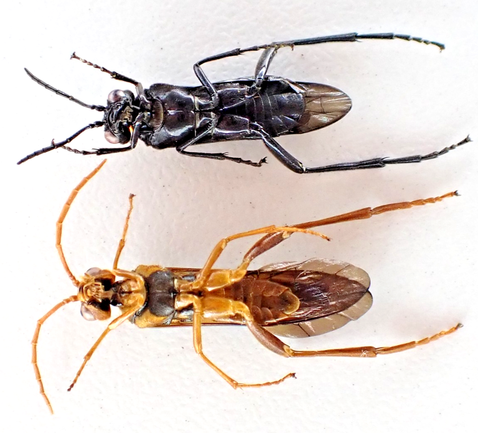 D90538. Insects, Hymenoptera sp. Vietnam North. 2000m | eBay