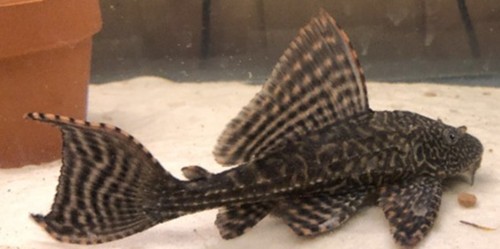 2" - 3" Common Pleco Fish Live Freshwater Aquarium | eBay