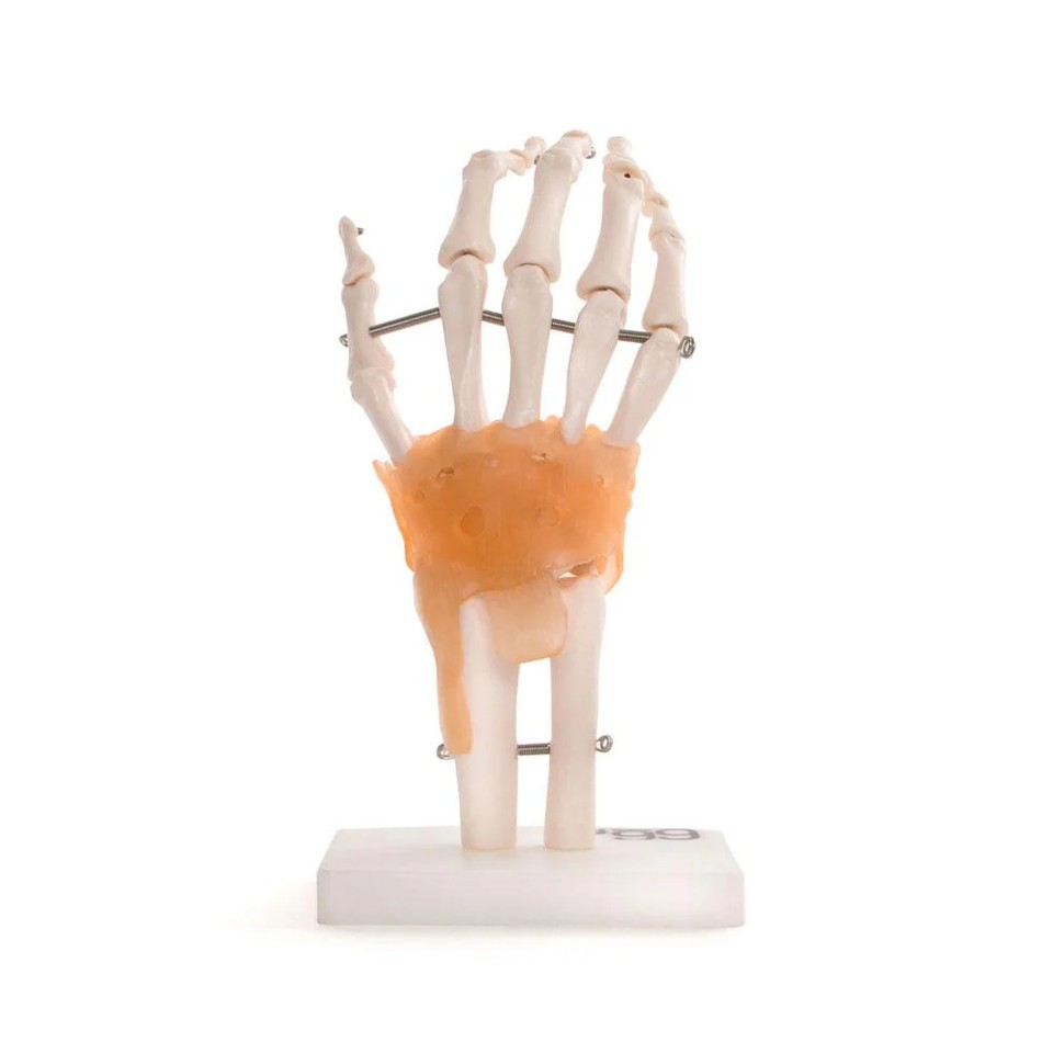 66fit Anatomical Human Hand Joint Model with Flexible Ligaments | eBay ...