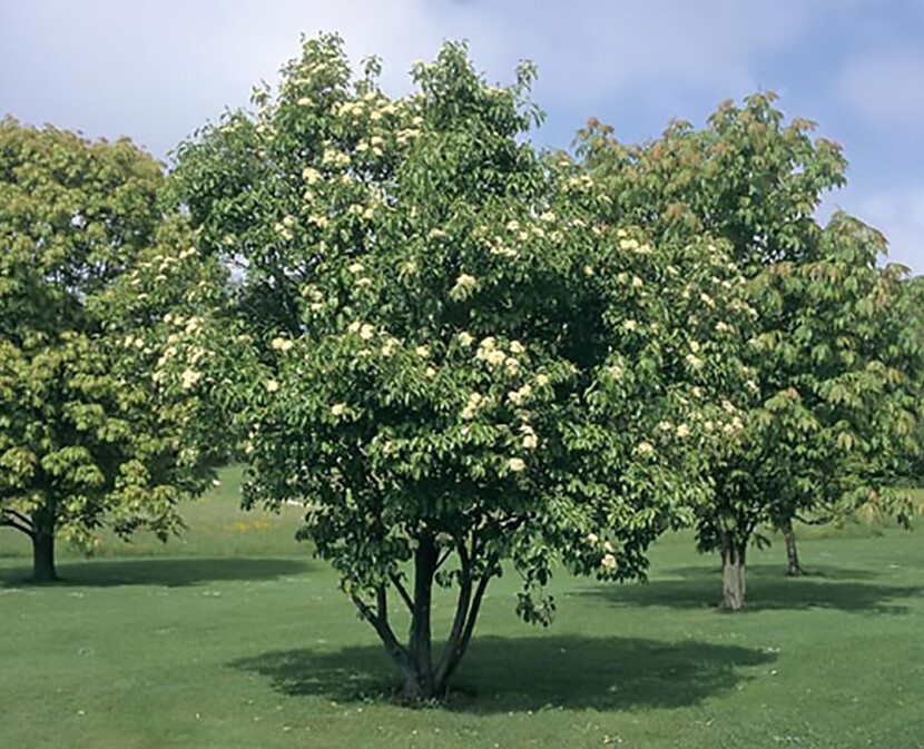 Nannyberry, Viburnum lentago, Seeds (Showy, Fall Color, Hardy, Edible ...