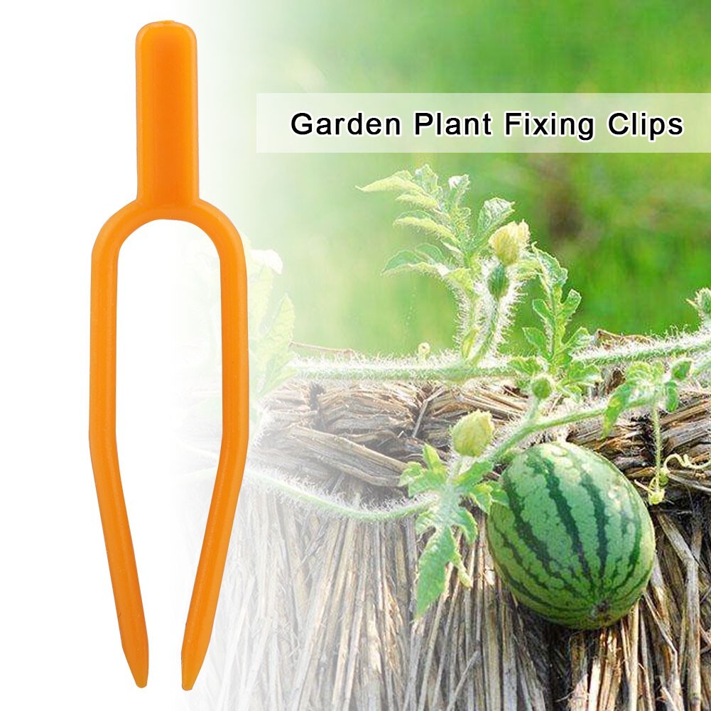 Stolon Plant