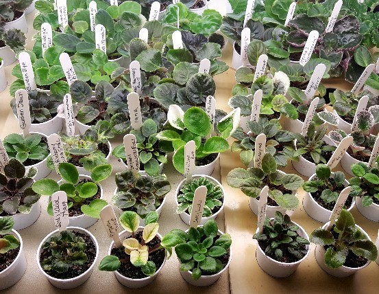 African Violet * Purple Crest | eBay