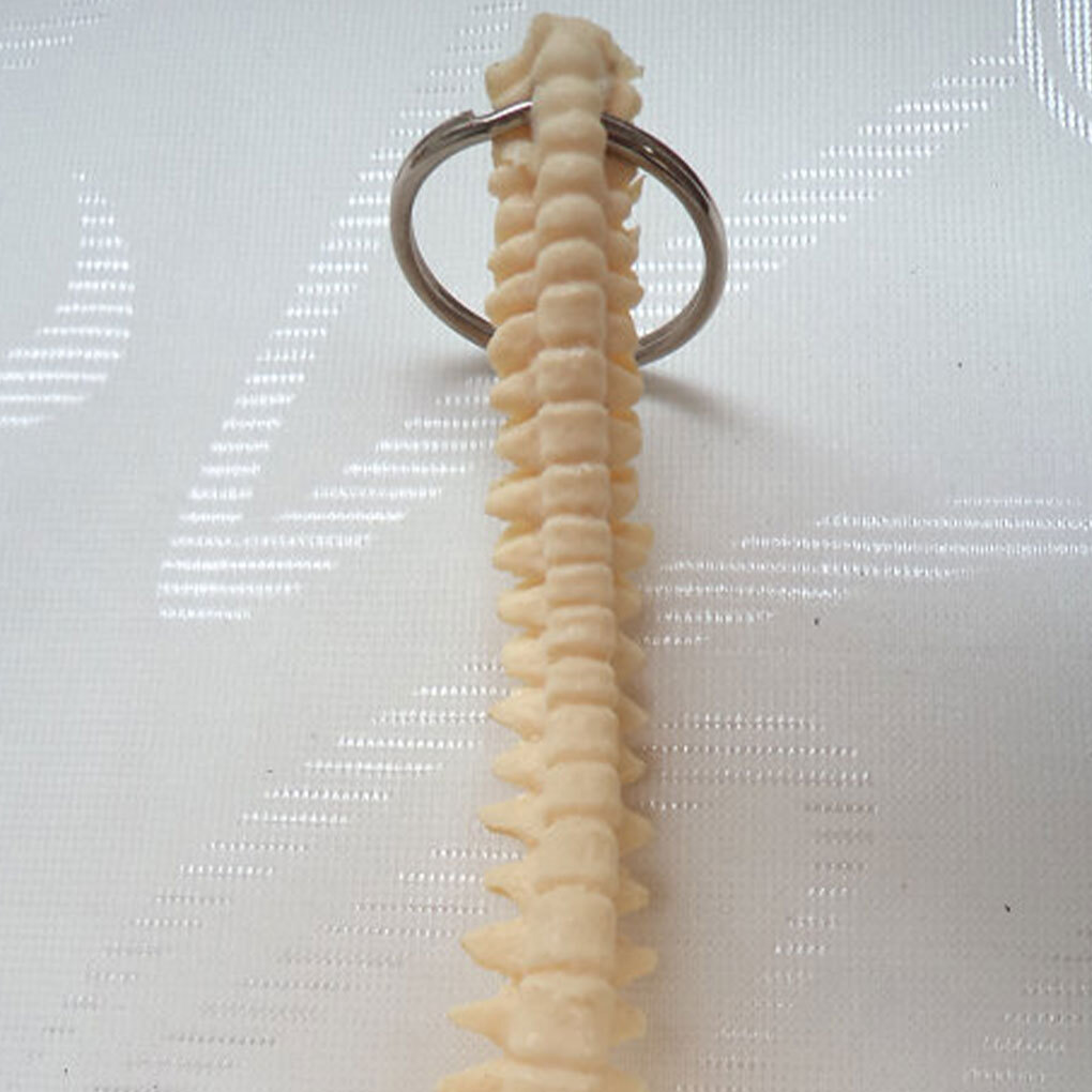 Compact And Lightweight Mini Handcrafted Human Spine Skeleton Model ...