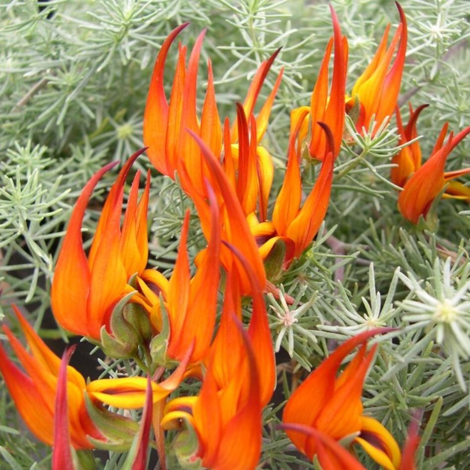 Lotus Plug Plants Parrot'S Beak Orange Flowers Trailing Perennial, Pack ...