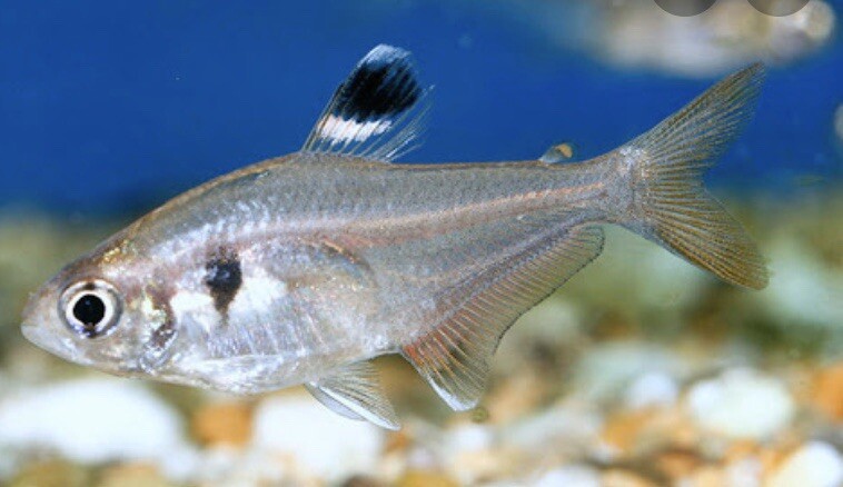 Xray Fish X Ray Fish Animal Corner