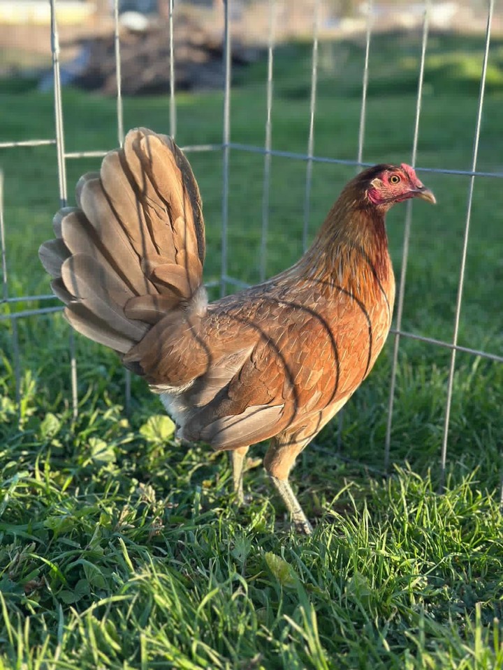 Pure Spartan blue 6+ Gamefowl Hatching Eggs | eBay