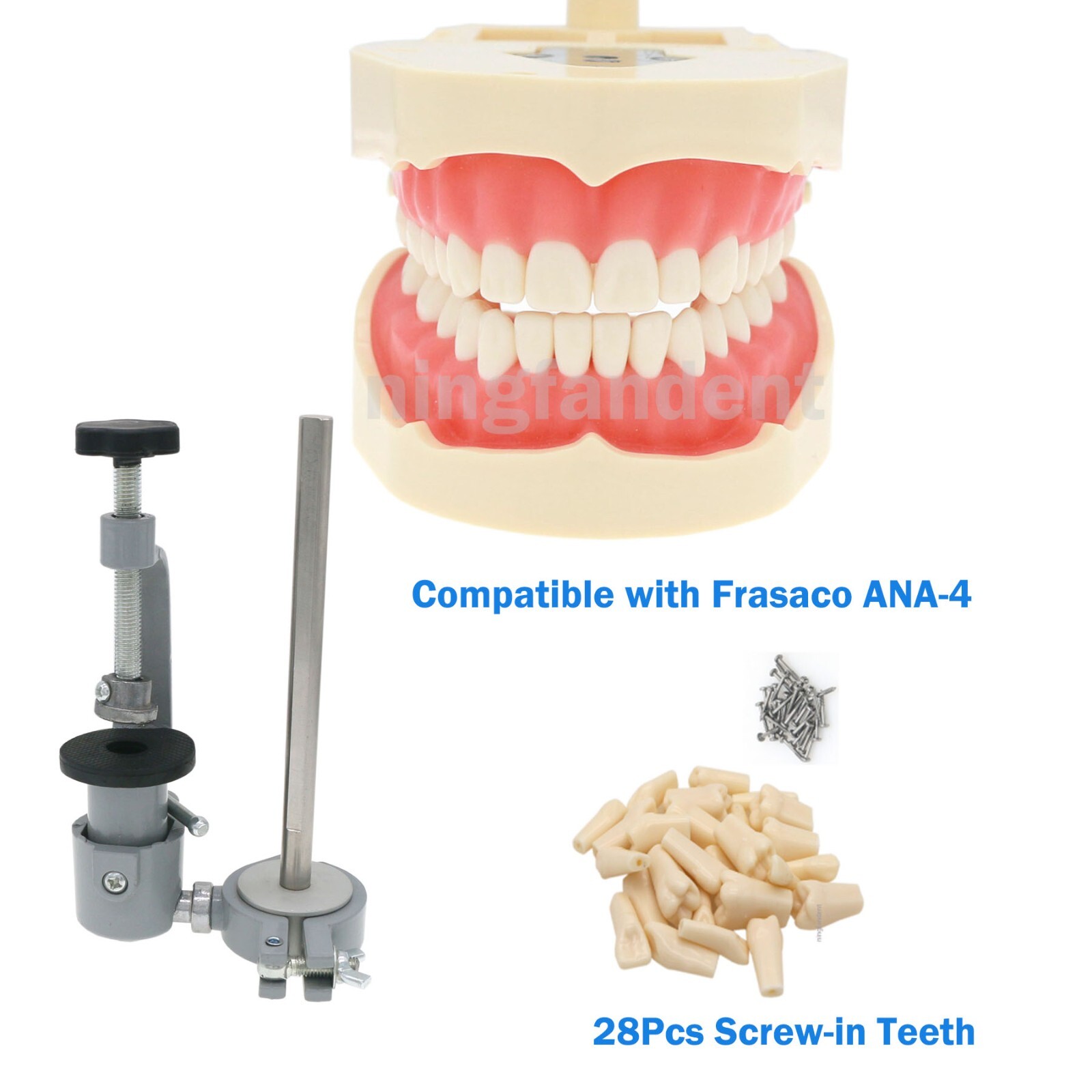Dental Typodont Study Model 28 Teeth/ With Soft Gingiva Fits Frasaco ...