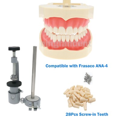 Dental Typodont Study Model 28 Teeth/ With Soft Gingiva Fits Frasaco ...