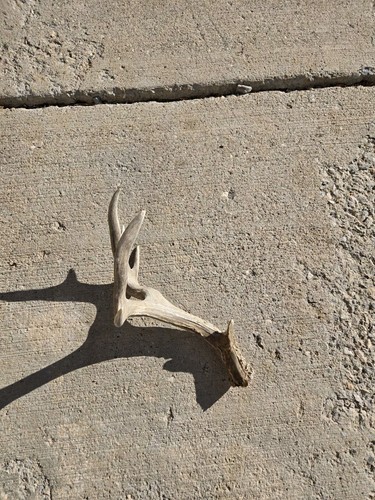 Unique Mule Deer Antlers Sheds Horns Craft Collector Racks | eBay