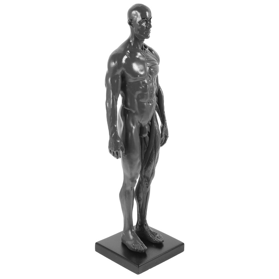 Human Men Body Muscle Anatomical Model Artist Drawing Model Muscle ...