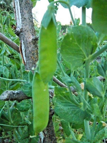 50+LINCOLN SHELLING PEA Seeds Homesteader Native Heirloom Vegetable ...