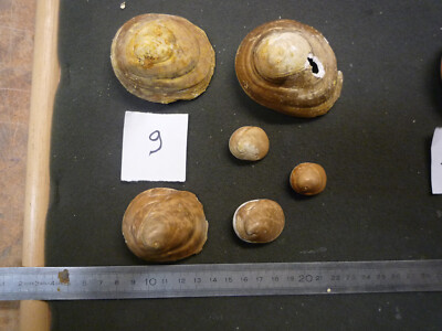 040.01 C - VELATES SCHMIEDELI - LOT N°09 X 6 - FOSSILE DU BASSIN ...