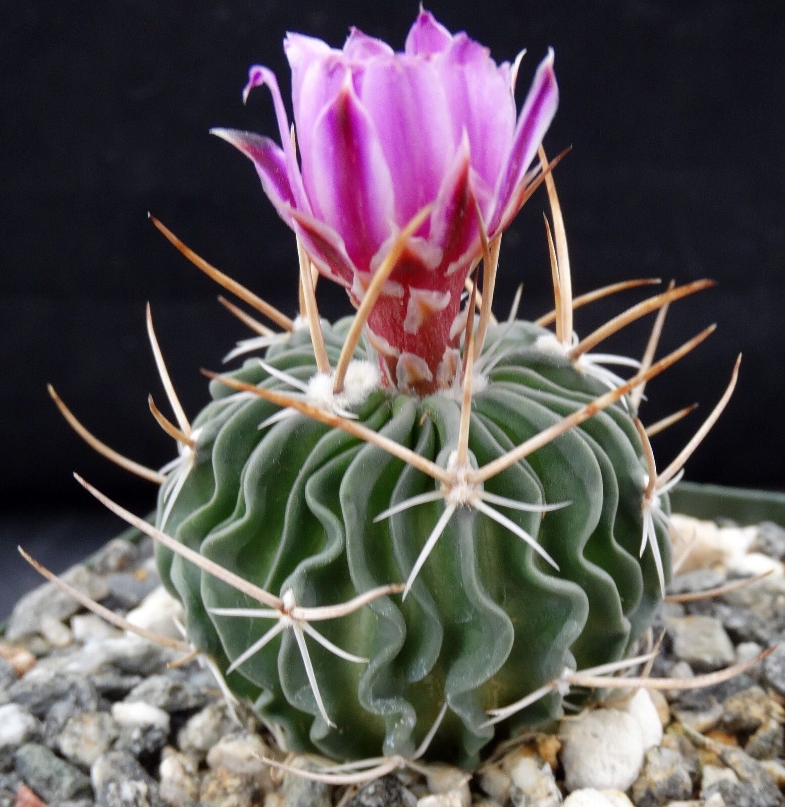 WAVE CACTUS (Echinofossulocactus lamellosus) 10 seeds | eBay