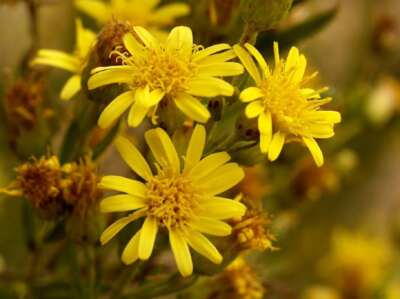 Dittrichia viscosa seeds false Yellowhead woody sticky fleabane ...