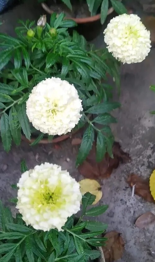 30 African Marigold MOONLIGHT Seeds Large Pale Yellow Flowers Dwarf 18 ...