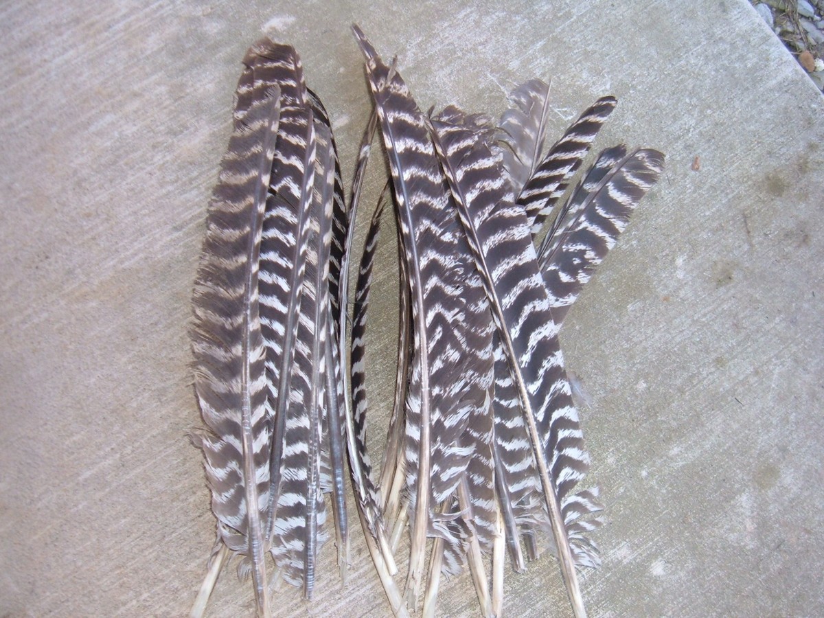 Turkey Feather Identification
