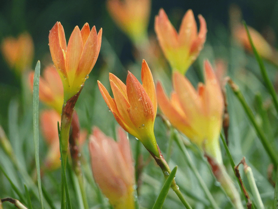 5 BULBS SATID O ROD THAI RAIN LILY ZEPHYRANTHES ROSEA .FLOWERING SIZE ...