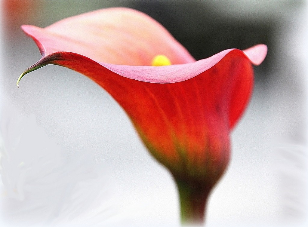 ZANTEDESCHIA MAJESTIC RED (ARUM)LILY BULBS SUMMER PERENNIAL POTTED 1 ...