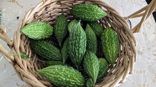 Mini Bitter Gourd Midi Pavakkai Karela Small Fruits India Type 10 Seeds ...